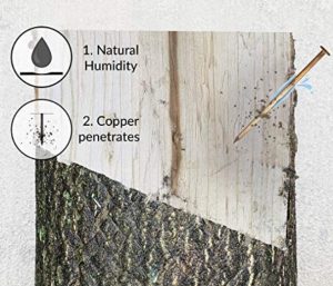 Why Do Copper Nails Kill Trees?