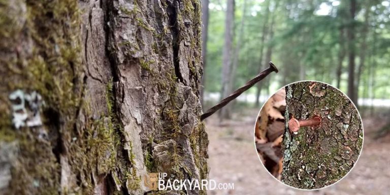 Why Do Copper Nails Kill Trees?