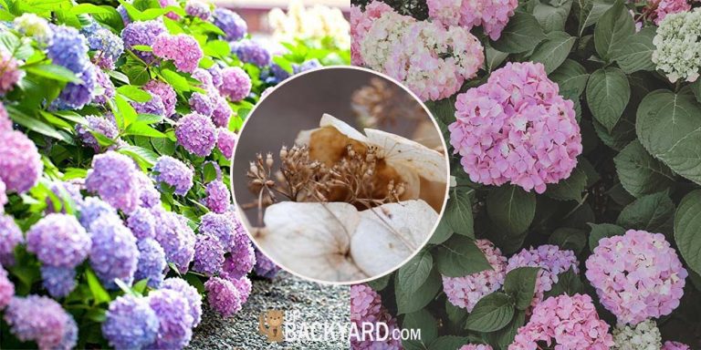How To Plant Hydrangea Seeds: A Beginner's Guide