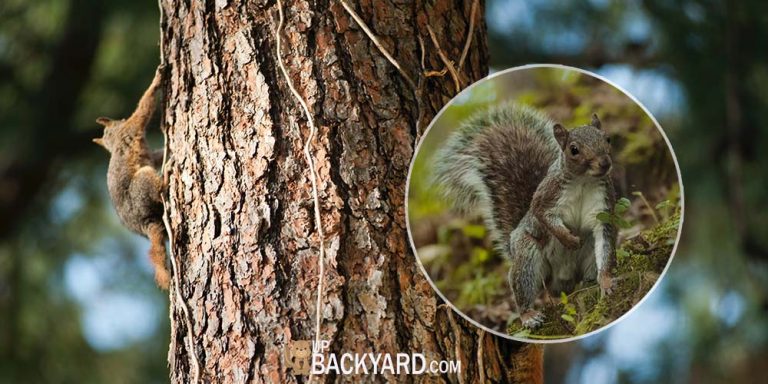 How Far Do Squirrels Travel? (Here's The Answer!)