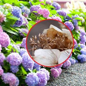How To Plant Hydrangea Seeds: A Beginner's Guide