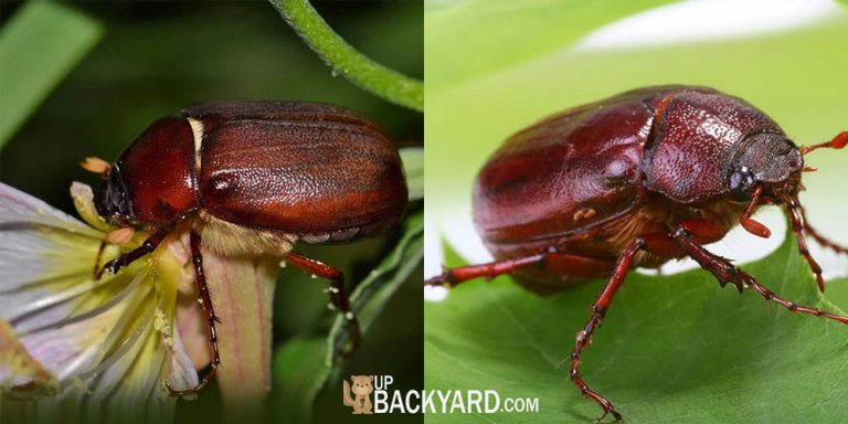How to Get Rid of June Bugs at Night (5 Underrated Ways To Try)