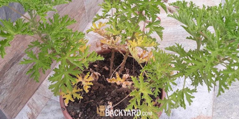 Why Is My Citronella Plant Dying? (6 Causes)