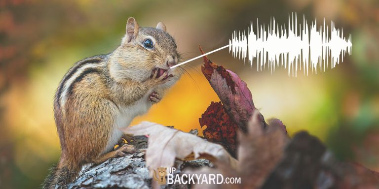 What Sounds Do Chipmunks Make? + (4 FAQs)