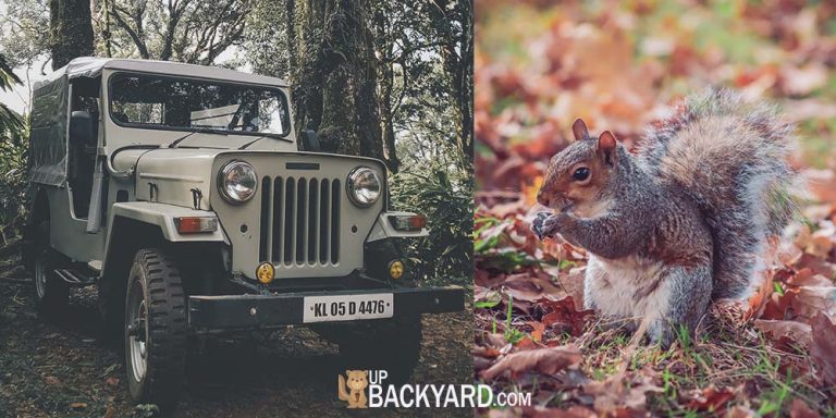 Why Do Squirrels Run Out in Front of Cars?
