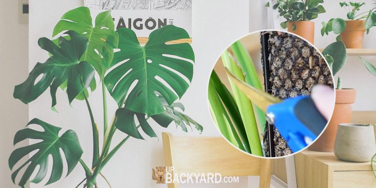 From Overgrown to Picture-Perfect: How to Prune a Cheese Plant