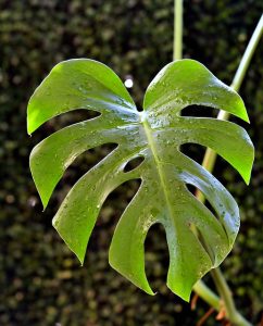 From Overgrown to Picture-Perfect: How to Prune a Cheese Plant