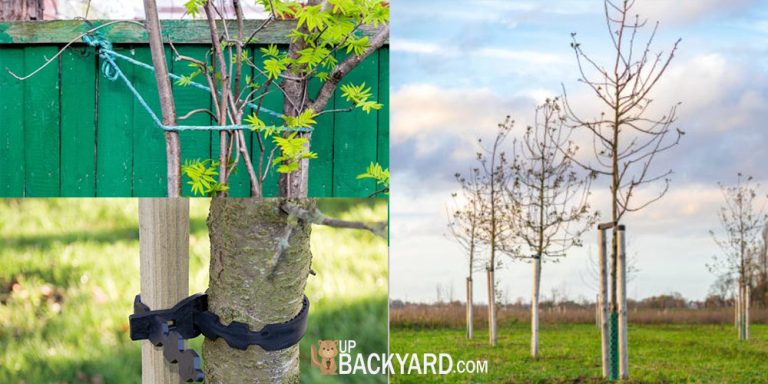 Rooting for Upright Growth: How to Straighten a Tree