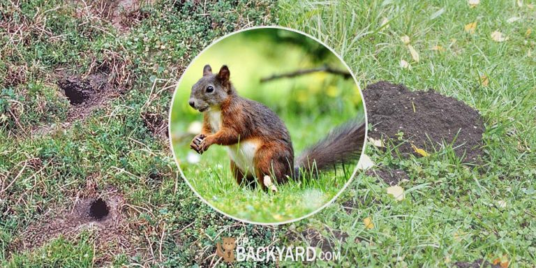 Squirrel Excavation: Why Are Squirrels Digging in My Yard?