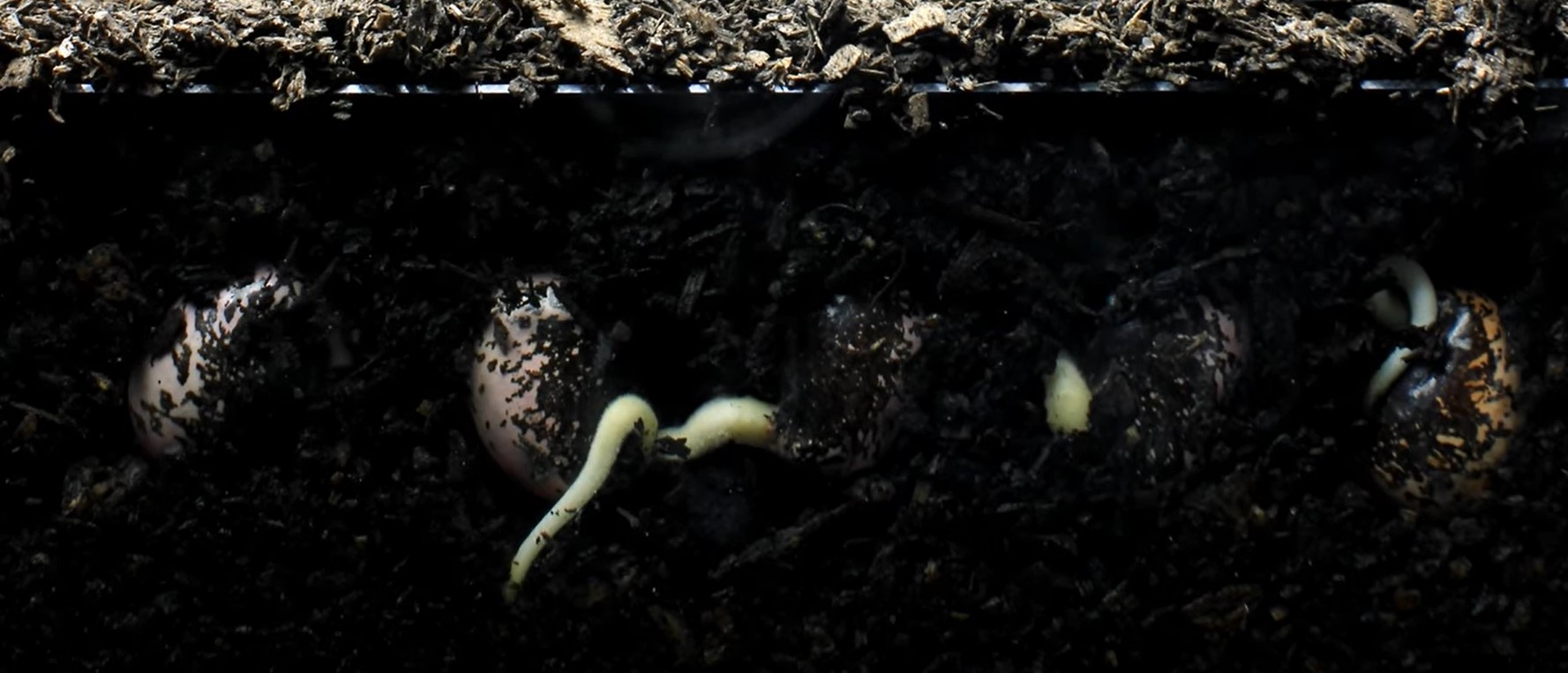 How to Propagate Peace Lily in the Water